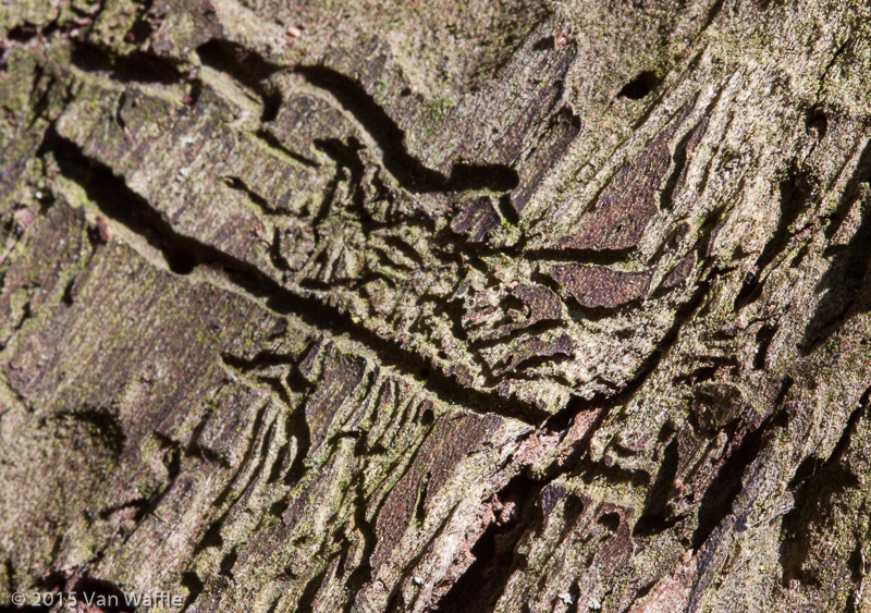 Bark beetle trails – Van Waffle