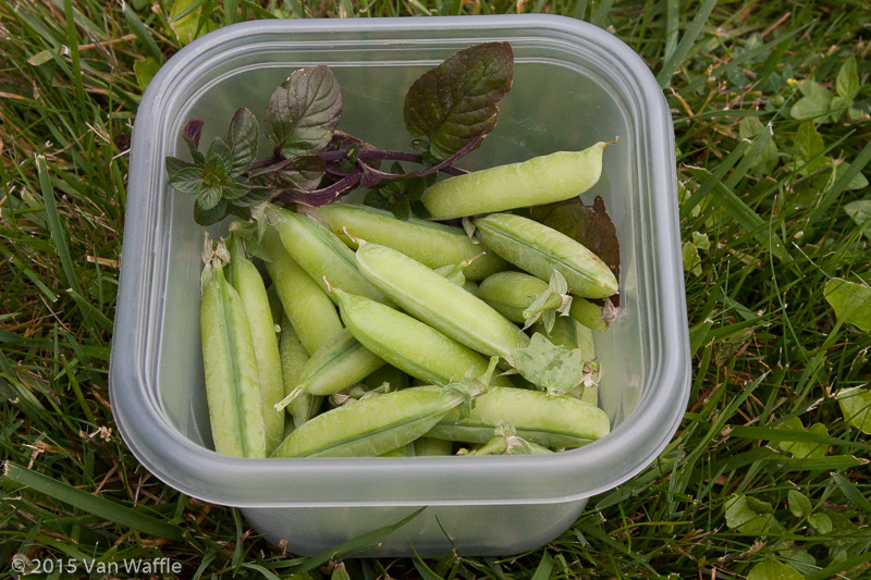 Lincoln peas – Van Waffle