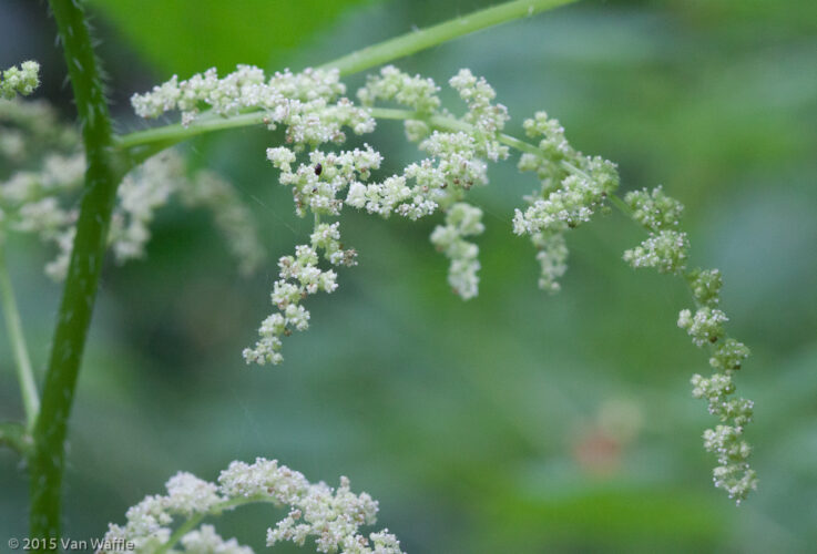 Mystery solved for a nettle look-alike – Van Waffle